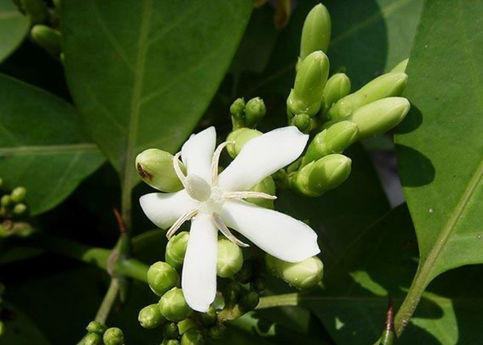 คัดเค้า ไม้เลื้อยประดับ - ๑๐๘ พรรณไม้ไทย